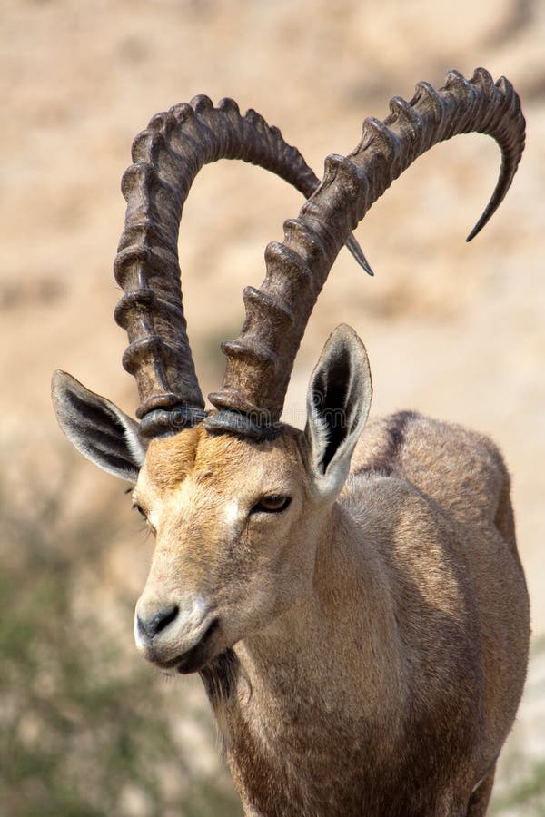 Ibex in Israel stock photo. Image of ibex, nubiana, mountain - 18096462