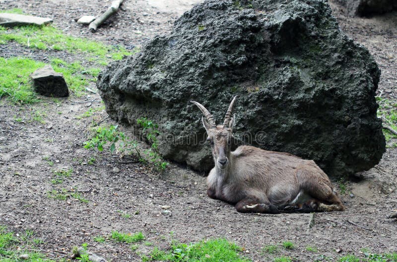 The Ibex Laying at the Big Stone Stock Image - Image of animal, ibex ...