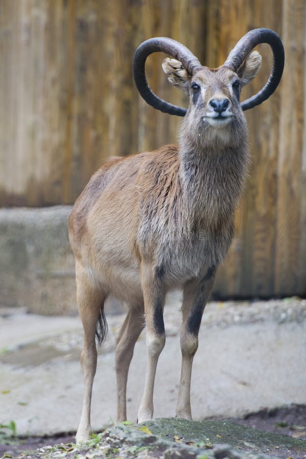 Ibex long horn sheep deer stock photo. Image of natural - 35534442