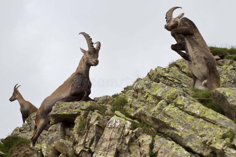 Ibex males fighting stock photo. Image of pasture, male - 22183634