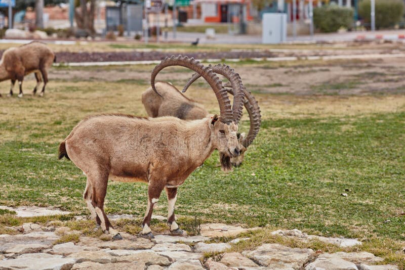 Ibex in Mitzpe Ramon, Israel Stock Image - Image of nature, desert ...