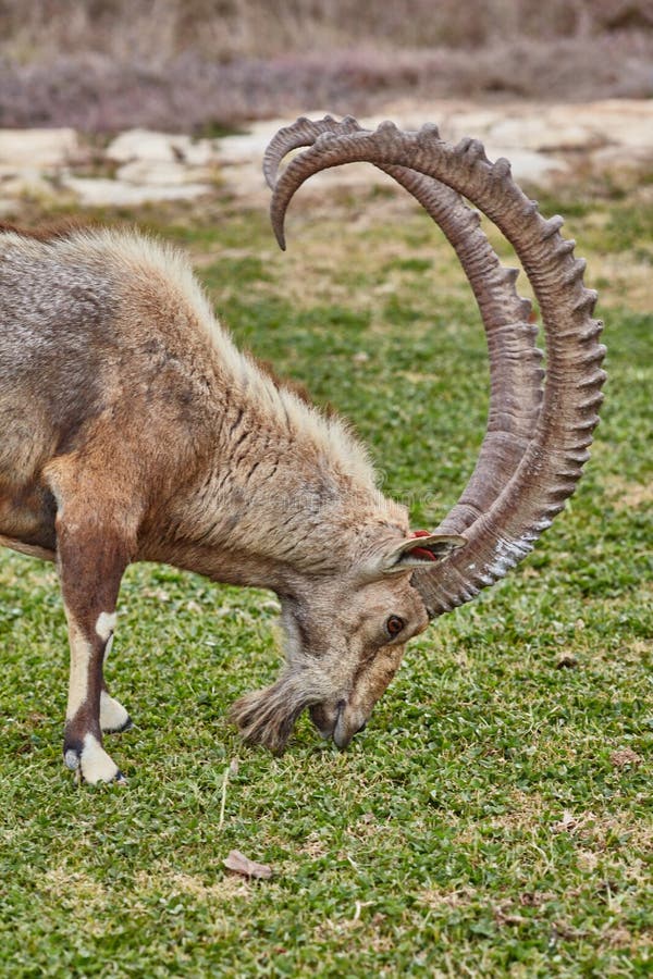 Ibex in Mitzpe Ramon, Israel Stock Photo - Image of capra, close: 89935374