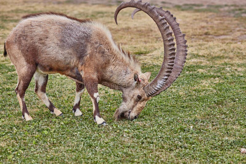 Ibex in Mitzpe Ramon, Israel Stock Image - Image of nature, natural ...