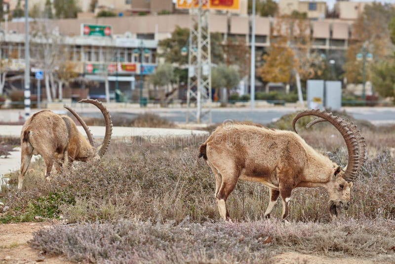 Ibex in Mitzpe Ramon, Israel Stock Image - Image of antelope, east ...