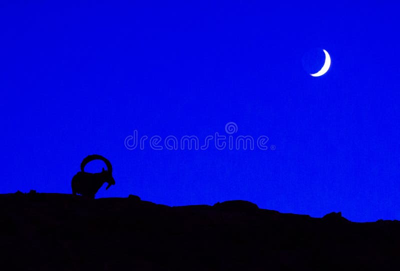Camp under the moonlight stock image. Image of evening - 35366335