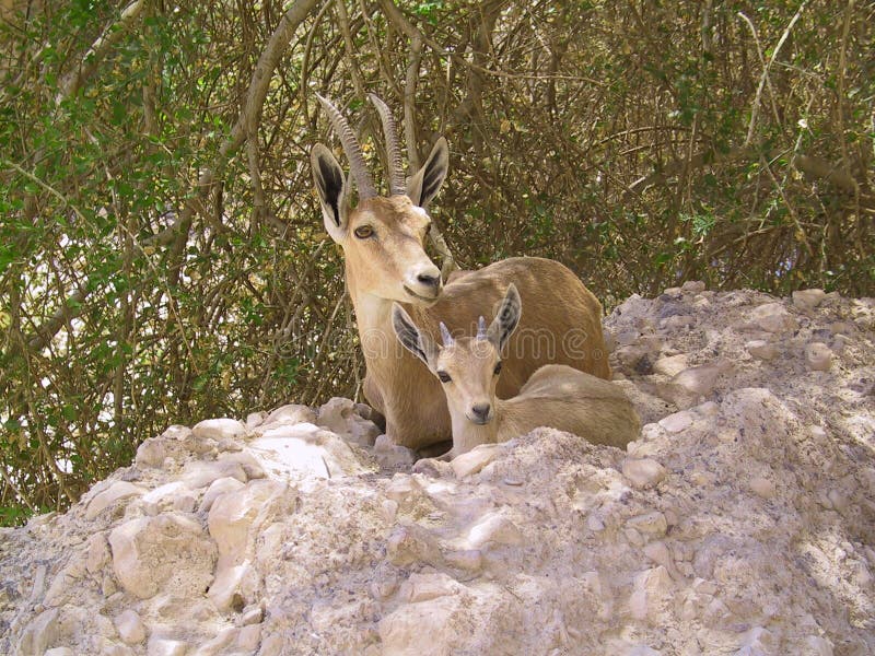 Ibex Mother and Kid stock image. Image of east, mother, baby - 89013
