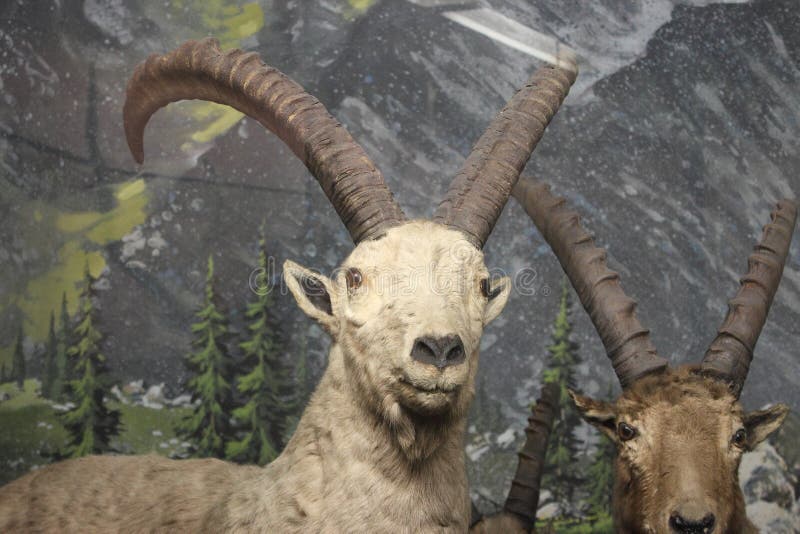 Ibex at the Natural History Museum Editorial Photography - Image of ...