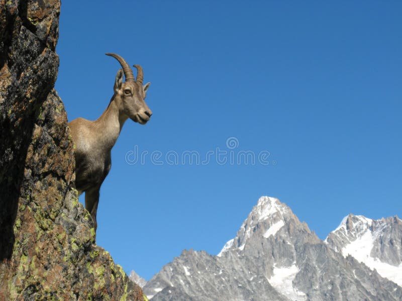 Ibex near Chamonix, France stock photo. Image of species - 15540248