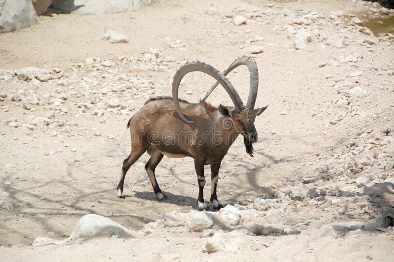 158 African Ibex Stock Photos - Free & Royalty-Free Stock Photos from ...