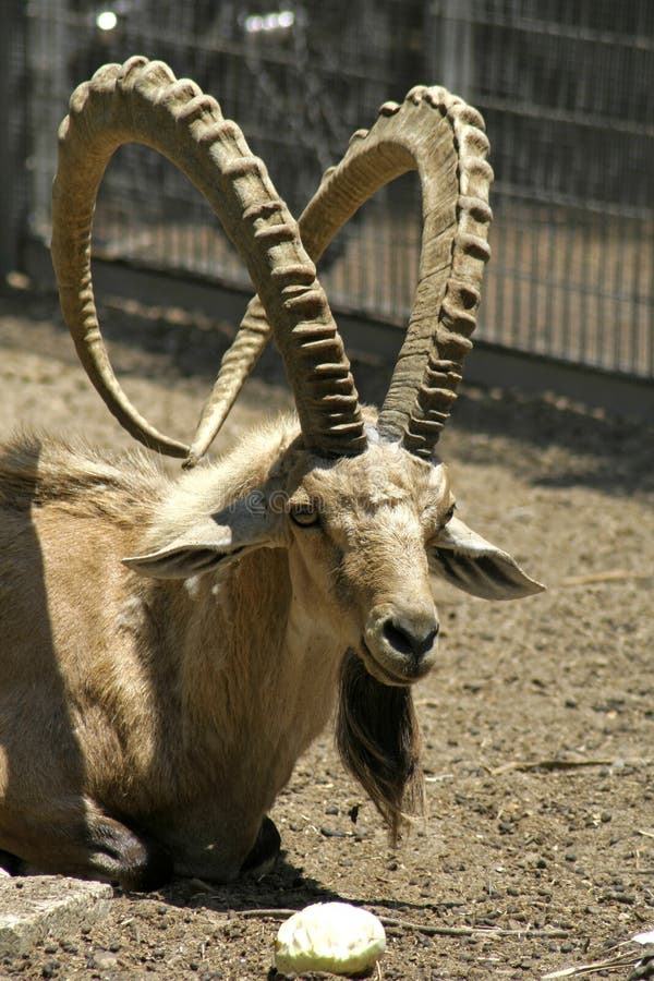 Ibex in reserve park stock image. Image of judean, extreme - 3383779