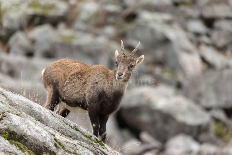 Ibex Face Shot Isolated on Transparent Background, Generative Ai Stock ...