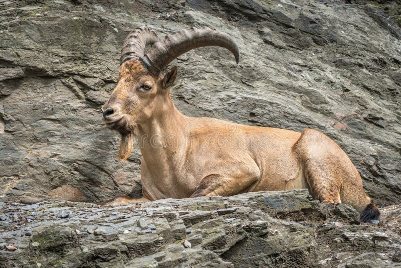 Ibex on rock formation stock image. Image of alpen, environment - 207638515