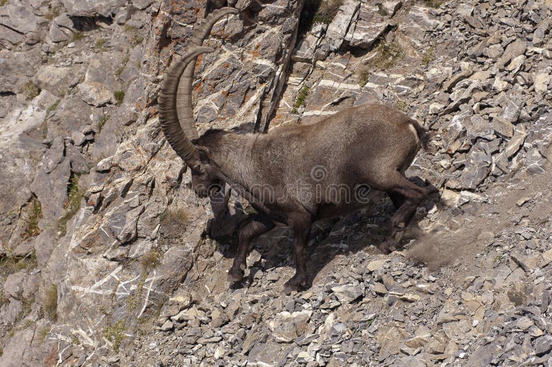 Ibex running stock photo. Image of ibex, france, alps - 19830130
