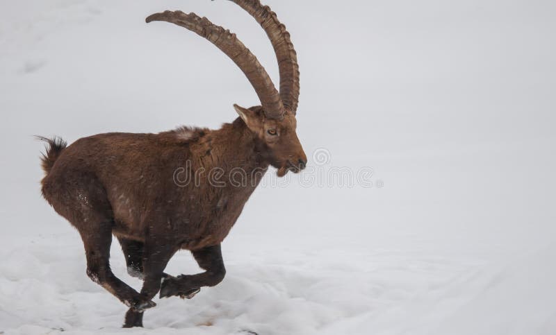 Ibex running in the snow. stock image. Image of antler - 85833747