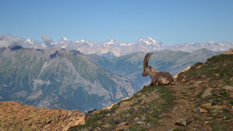 Ibex in Scenic Mountain View Stock Photo - Image of alertness, lying ...