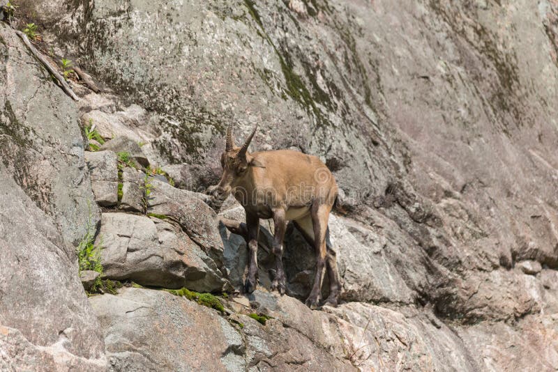 An Ibex on a cliff stock image. Image of land, negev - 43188521