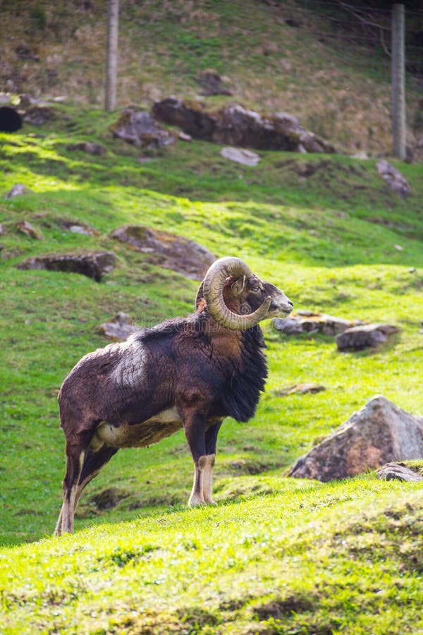 Ibex standing in the sun stock photo. Image of rock, landscape - 25030844