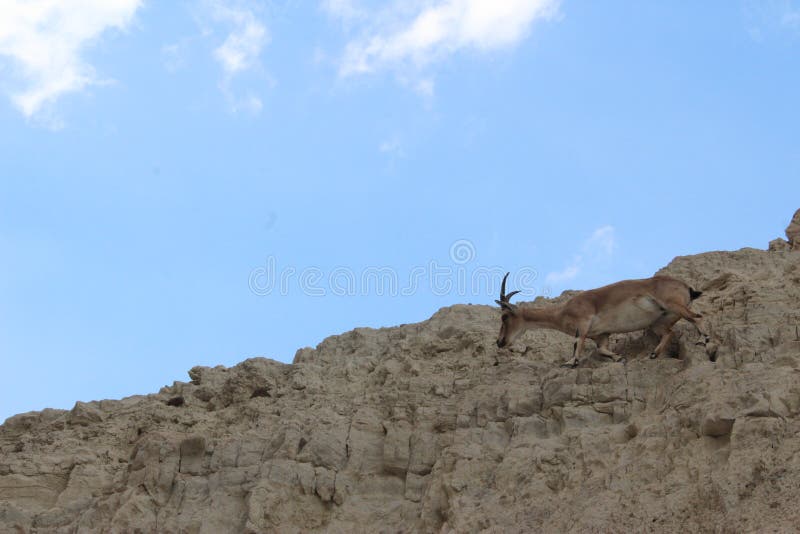 Ibex Walking on a Cliff in Ein Gedi, Israel Stock Photo - Image of ...