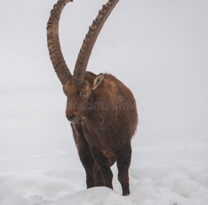 Ibex walking in the snow. stock photo. Image of winter - 85660436