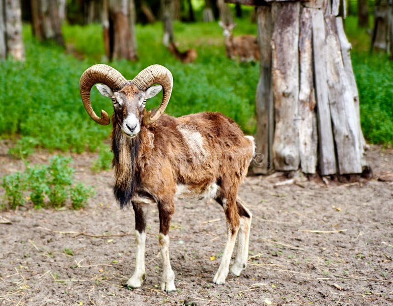 Ibex The Wild Mountain Goat With Amazing Horns Stock Photo - Image of ...