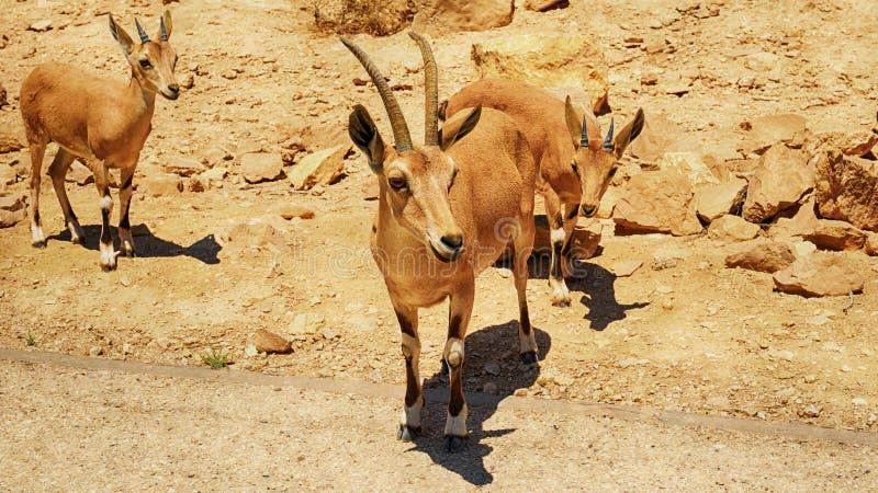Ibexes in desert stock image. Image of goat, antelope - 59971925