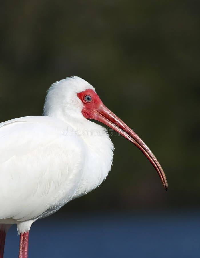 Ibis foto de archivo. Imagen de ibis, marina, océano - 17906486