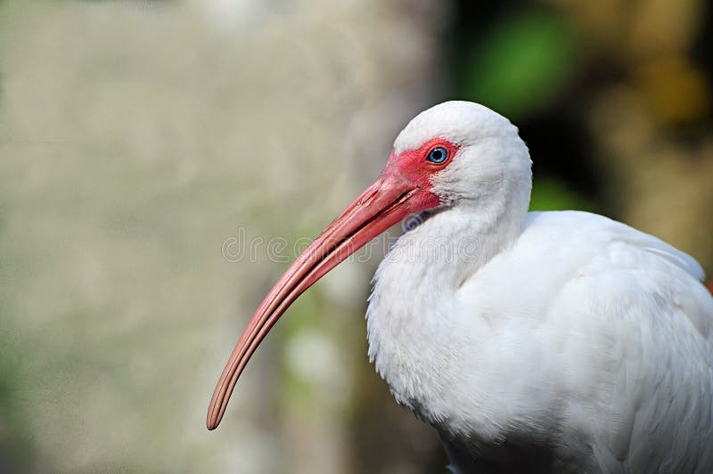 Closeup of an Ibis stock image. Image of everglades, closeup - 20929047