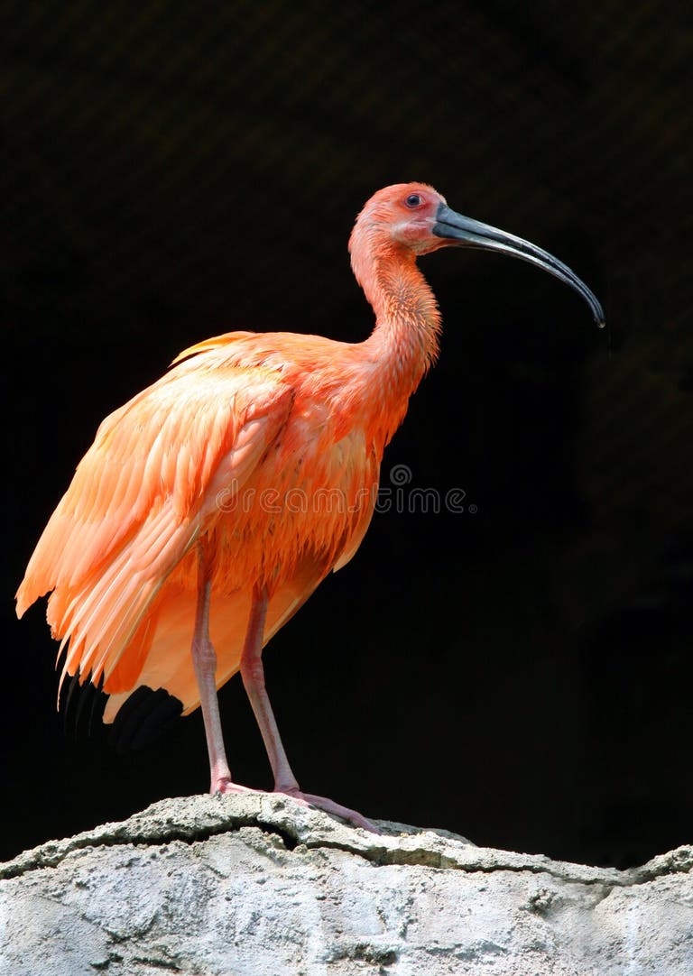 1,722 Ibis Orange Stock Photos - Free & Royalty-Free Stock Photos from ...