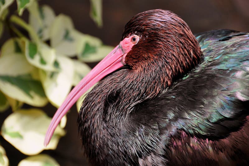 The Ibis stock photo. Image of pink, beak, wildlife, ibis - 22758496