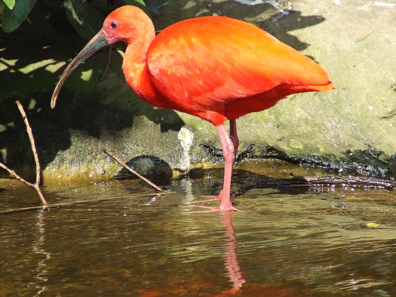 Ibis stock photo. Image of nature, wildlife, ibis, animals - 67366796