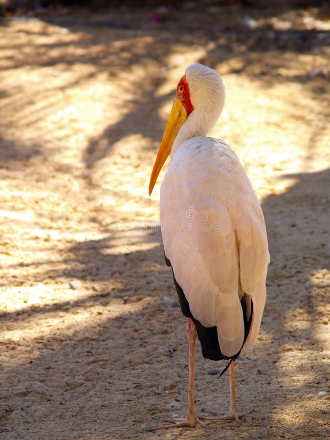 Ibis bird on sand stock photo. Image of white, nature - 3639764