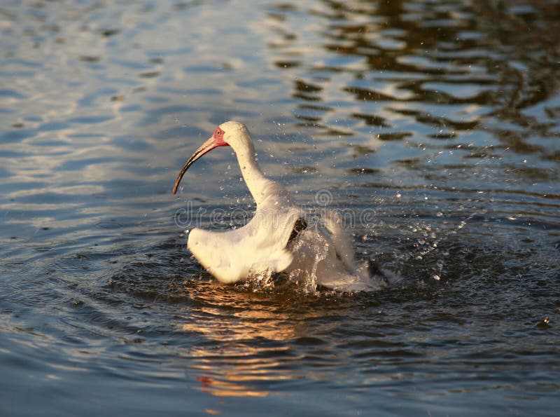 Ibis Bird Taking a Bath in the River Waters Stock Photo - Image of ...