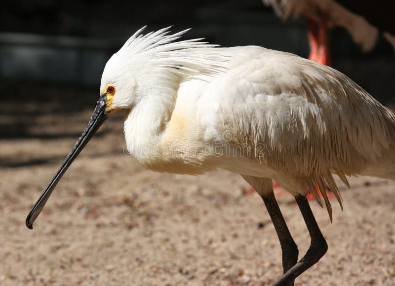 Ibis Bird stock photo. Image of long, animal, pavian - 34508050