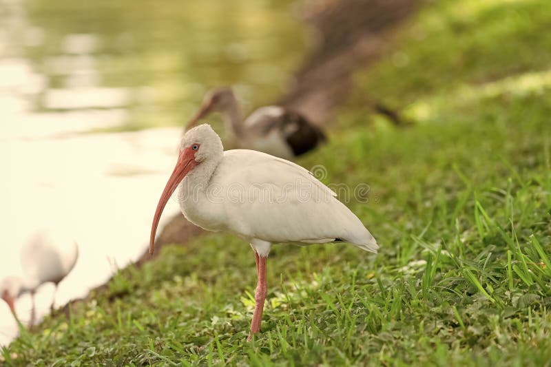 Ibis Bird. Ibis Bird in Wildlife. Ibis Bird in Nature Stock Image ...
