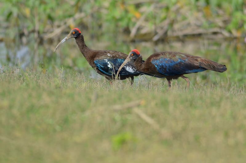 2 Ibis birds stock image. Image of head, endangered, brown - 34821933