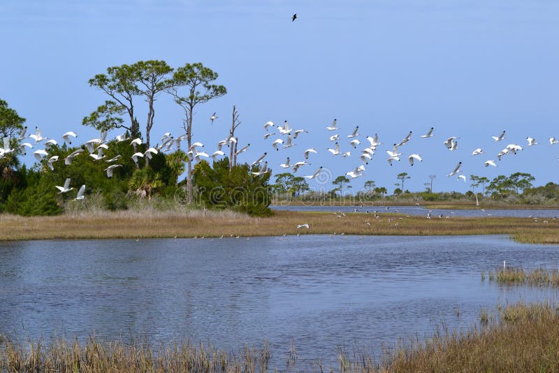 Ibis Birds Fly Over Marsh stock photo. Image of water - 94766024
