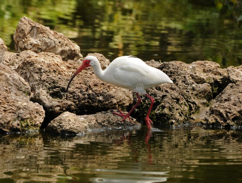 Ibis blanco en un mangle imagen de archivo. Imagen de paisaje - 66372189