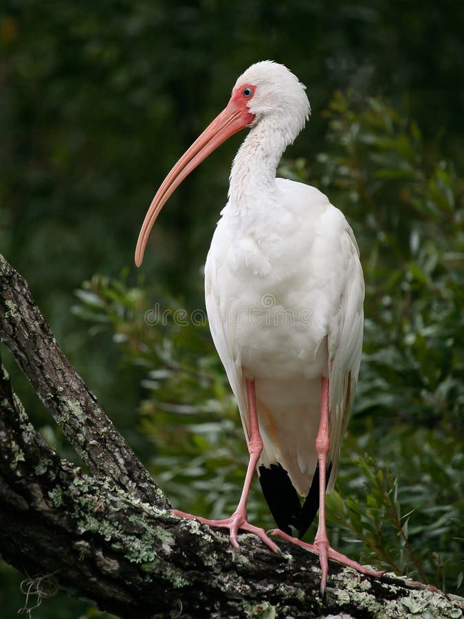 Ibis blanco imagen de archivo. Imagen de pico, agua, ibis - 61626049