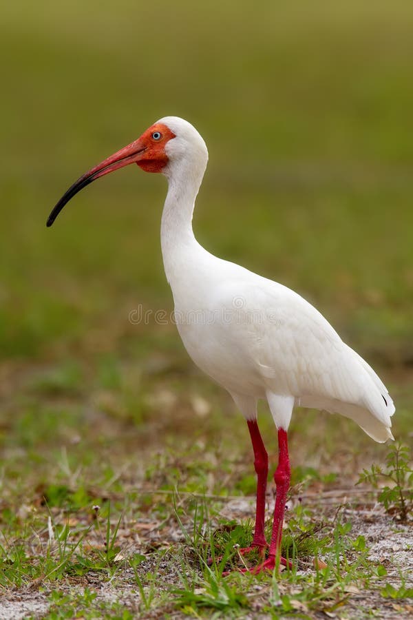 Ibis Blanco (albus De Eudocimus) Imagen de archivo - Imagen de florida ...