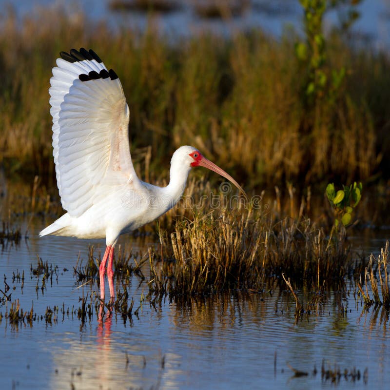 Ibis Blanco, Albus De Eudocimus Foto de archivo - Imagen de tarde ...