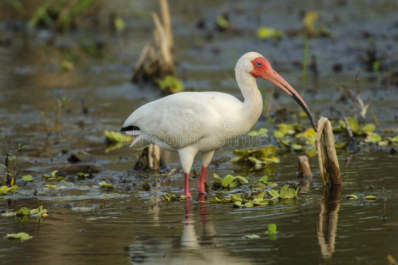 Ibis Blanco (albus De Eudocimus) Foto de archivo - Imagen de florida ...