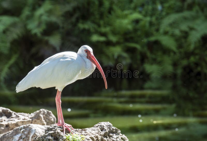 Ibis Blanco Americano (albus De Eudocimus) Imagen de archivo - Imagen ...