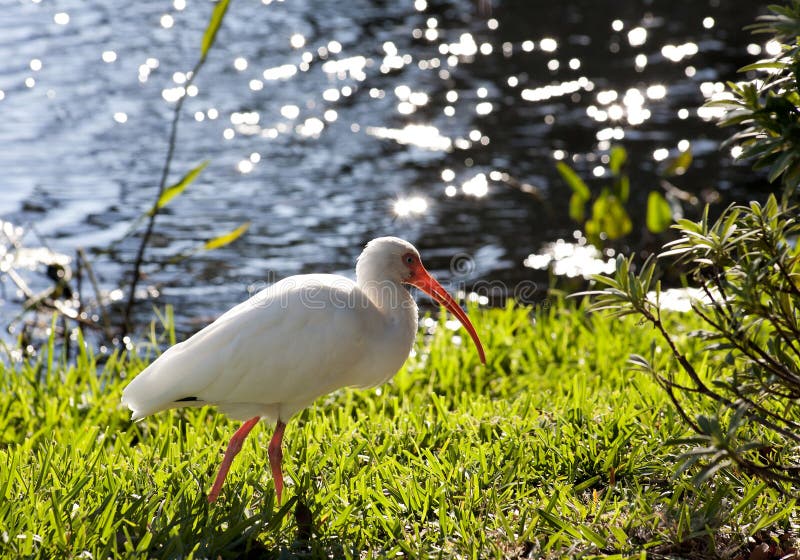 Ibis Blanco Americano (albus De Eudocimus) En Busca De La Comida Foto ...