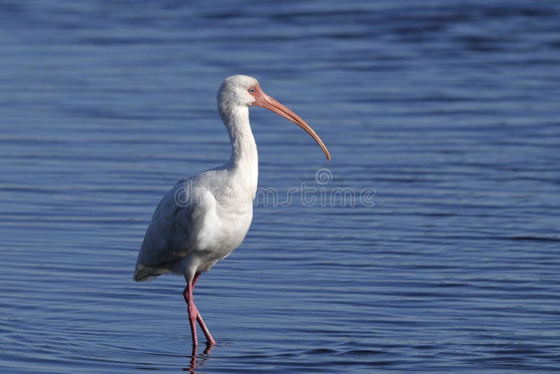 Ibis Blanco Americano, Albus Del Eudocimus Foto de archivo - Imagen de ...