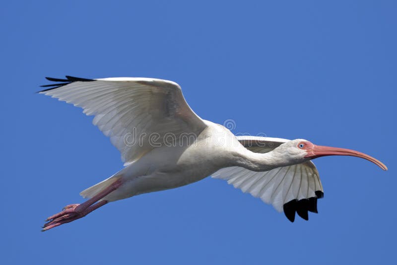 Ibis Blanco Americano, Albus Del Eudocimus Foto de archivo - Imagen de ...