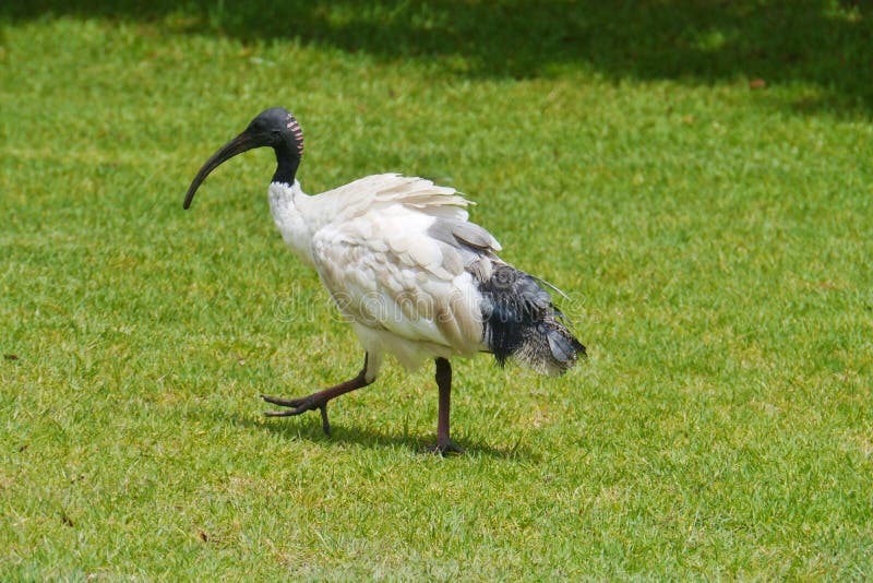El Ibis Blanco Australiano En Un Parque Urbano Imagen de archivo ...