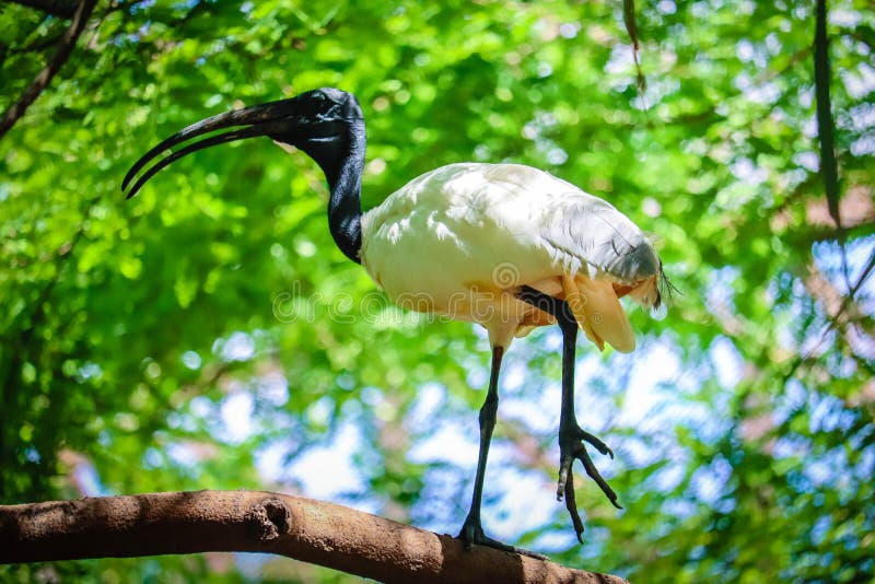 Ibis on the branch stock image. Image of crowned, animal - 153574541