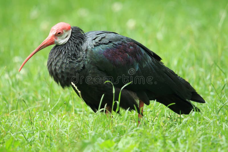 Ibis calvo meridional imagen de archivo. Imagen de colorido - 23587331
