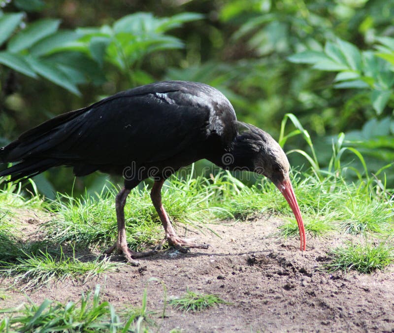 Ibis Calvo Septentrional, Eremita De Geronticus Imagen de archivo ...