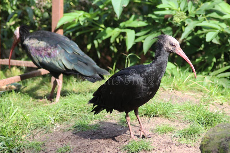Ibis Calvo Septentrional, Eremita De Geronticus Foto de archivo ...